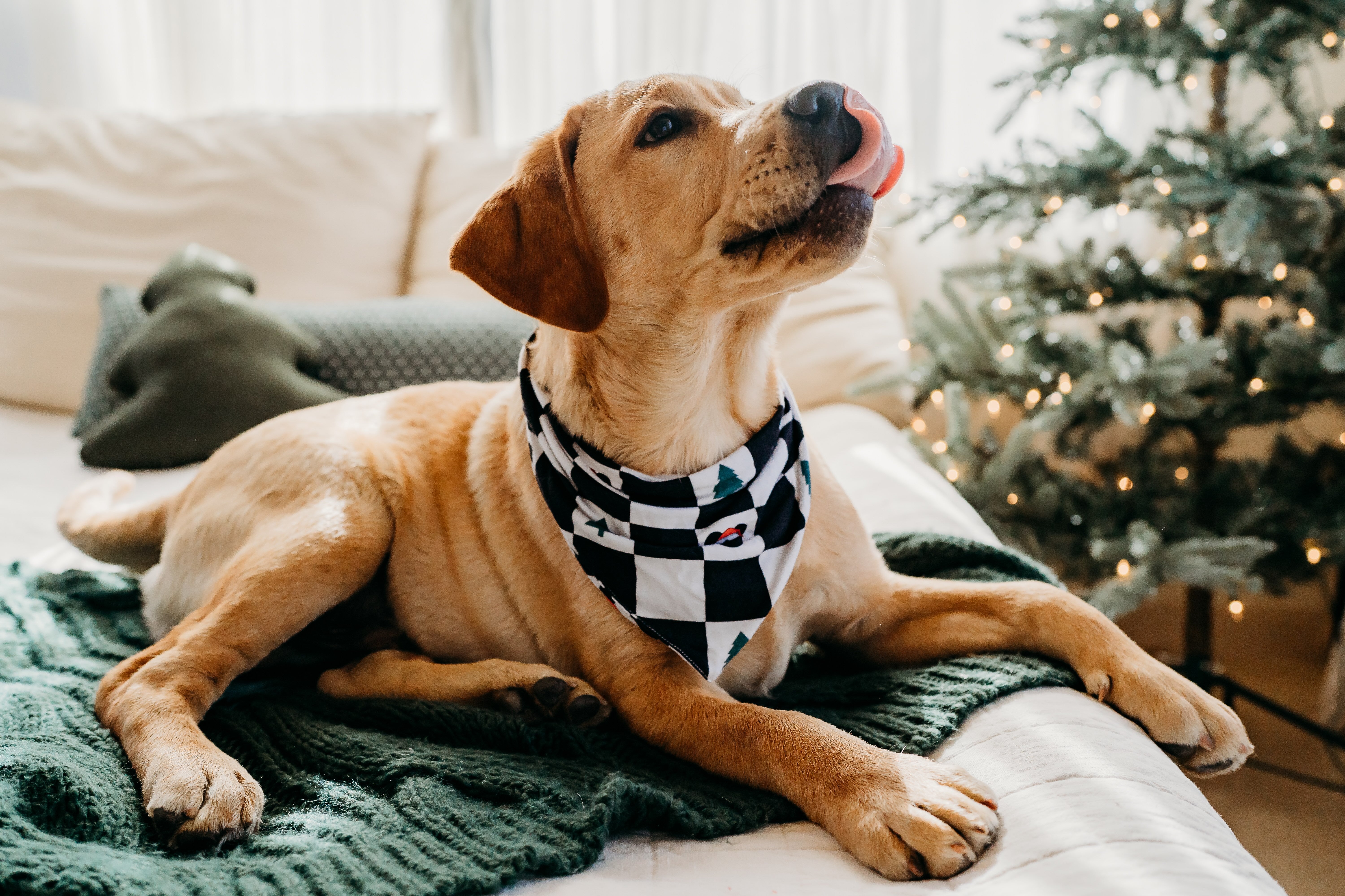 Checkered Dog Bandanna – Kane and Ruby